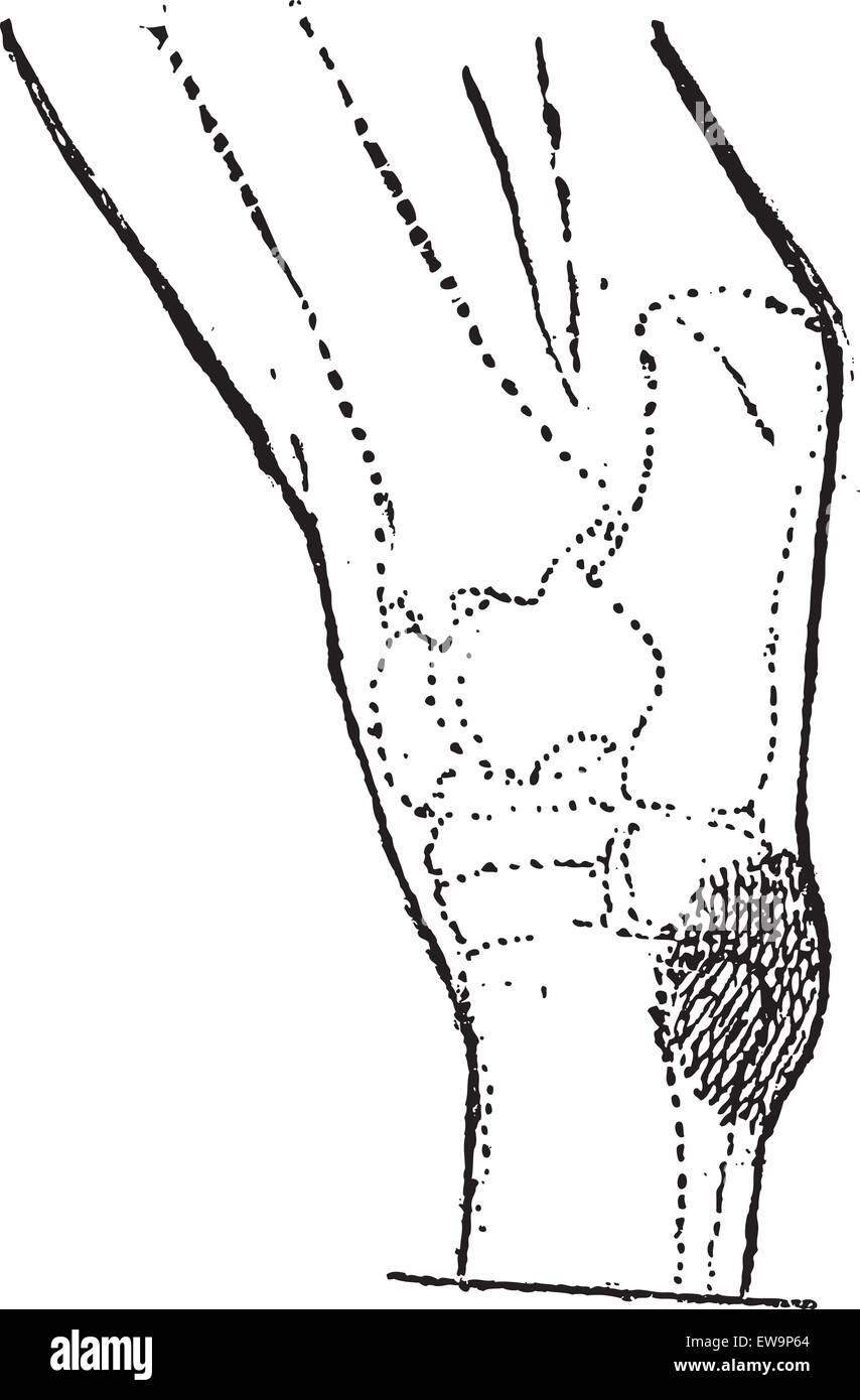 Spavin hi-res stock photography and images - Alamy