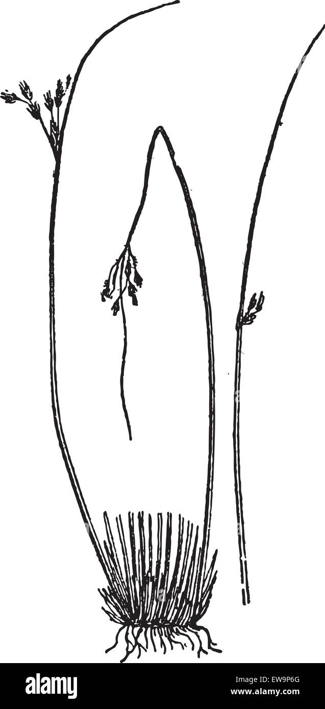 Glaucous bulrush (Juncus glaucus), vintage engraved illustration ...