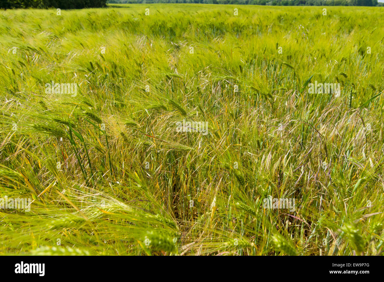 Field of barley. Background Stock Photo - Alamy