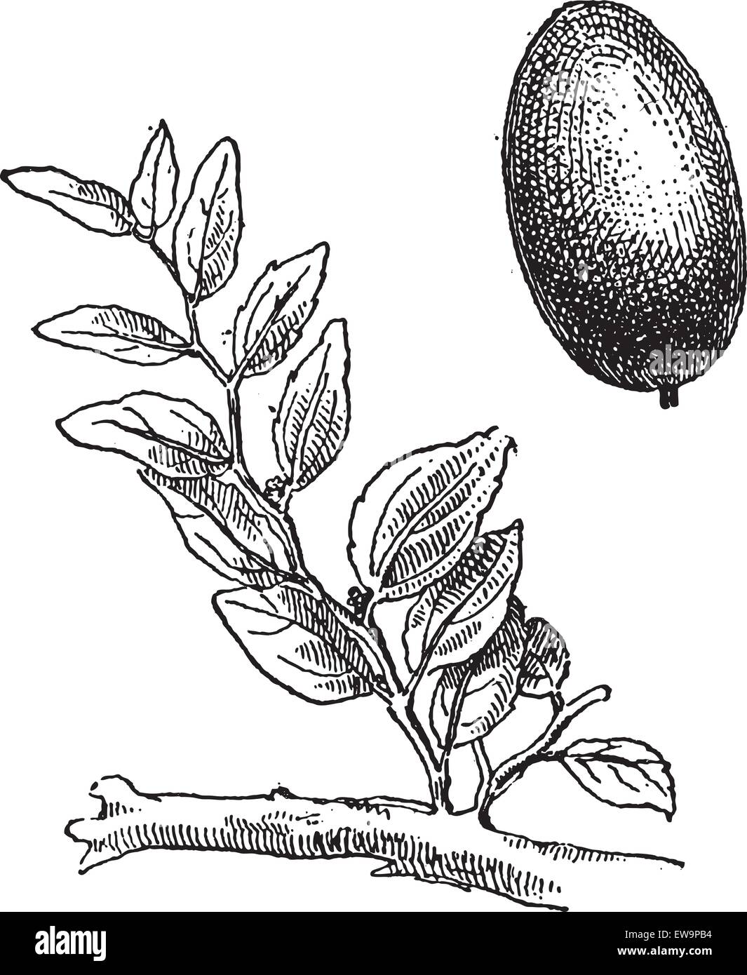 Jujube tree Stock Vector Images - Alamy