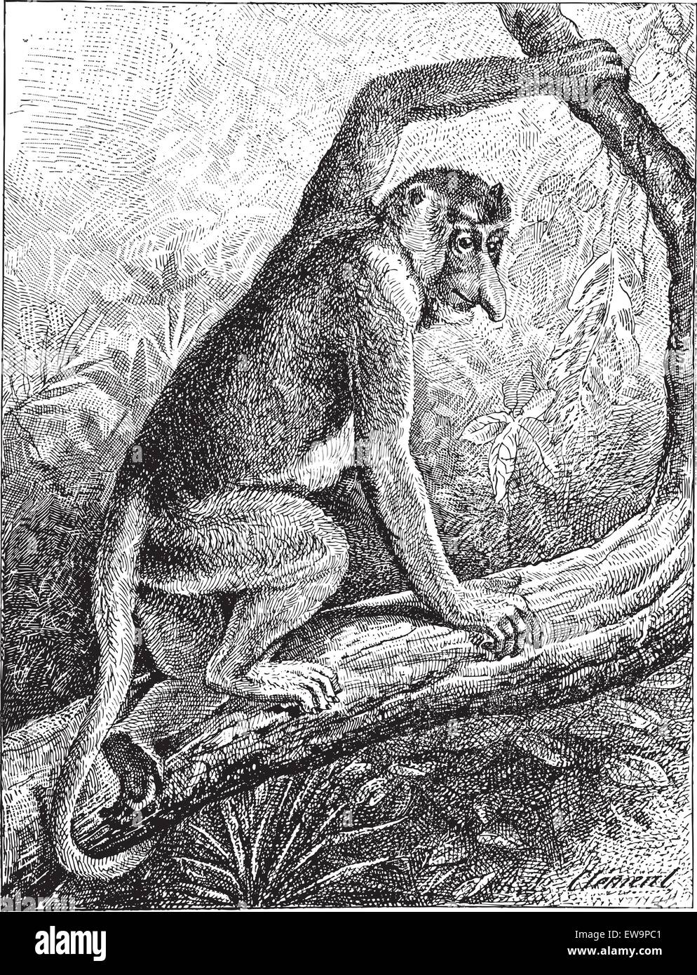 Wild bekantan Stock Vector Images - Alamy