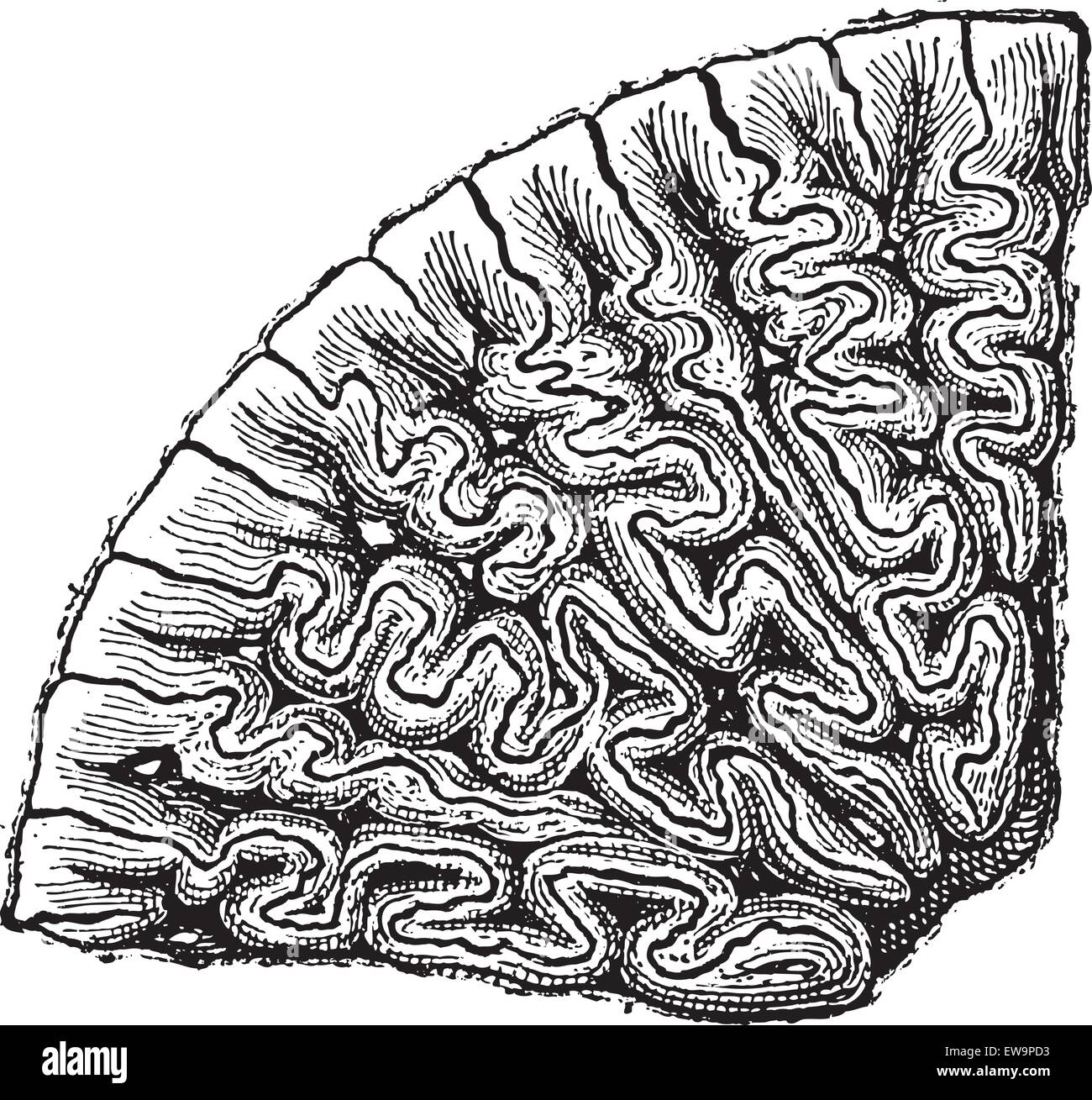Labyrinthodont Teeth