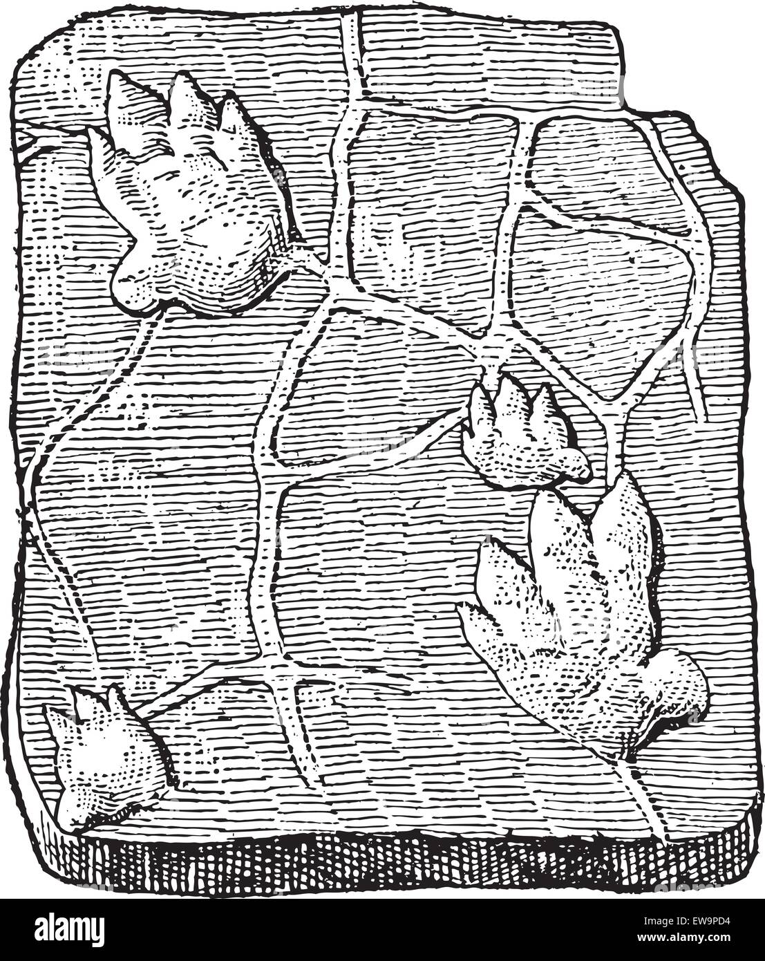 Labyrinthodontia, footprint, vintage engraved illustration. Dictionary ...