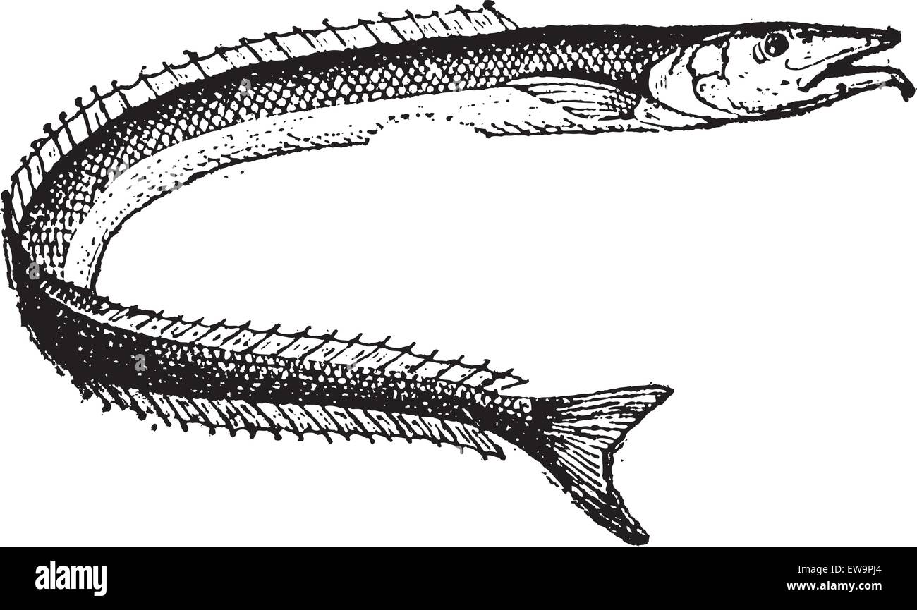Lancetfish or Alepisaurus sp., vintage engraved illustration ...