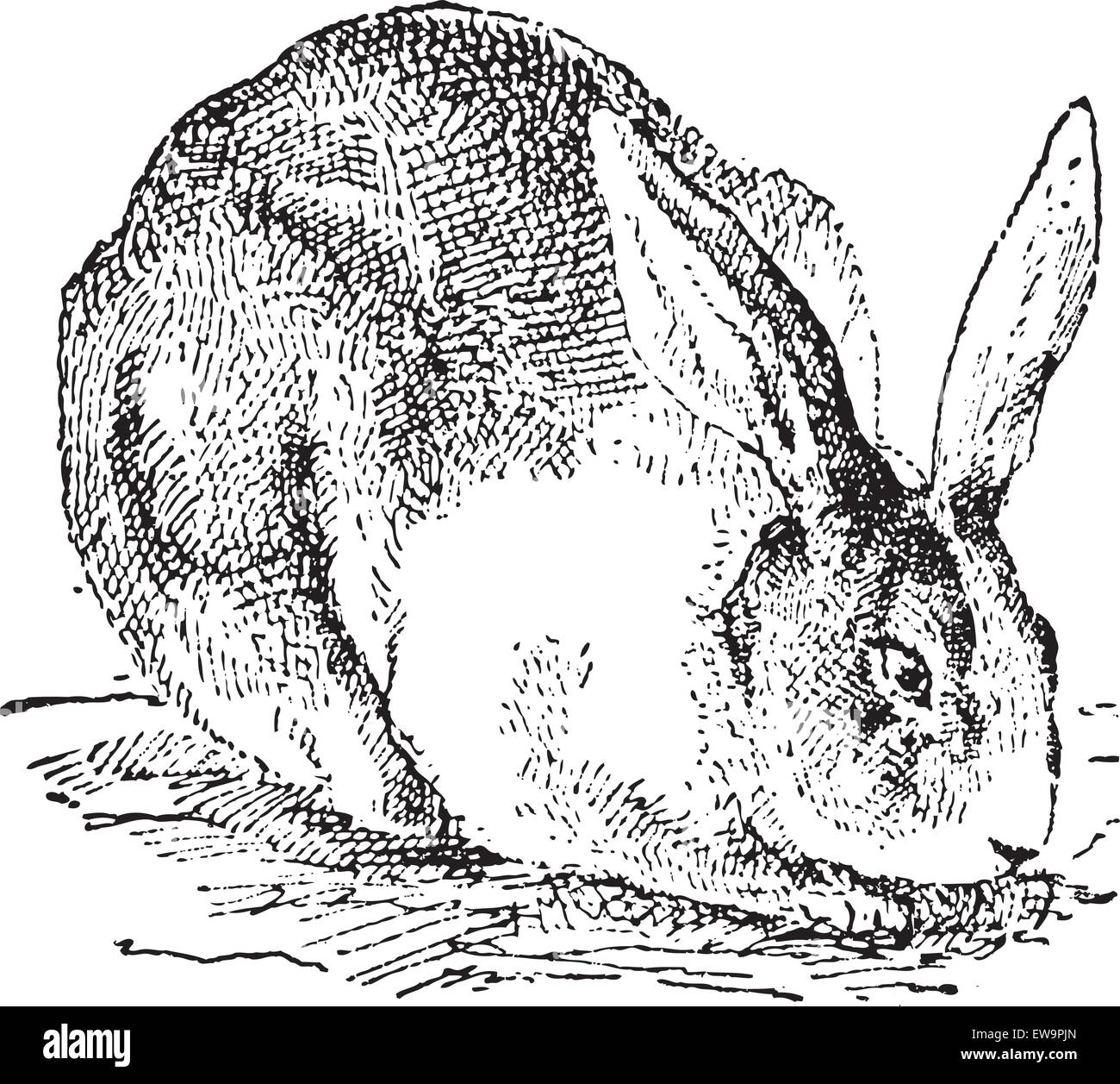 Rabbit, vintage engraved illustration. Dictionary of words and things ...