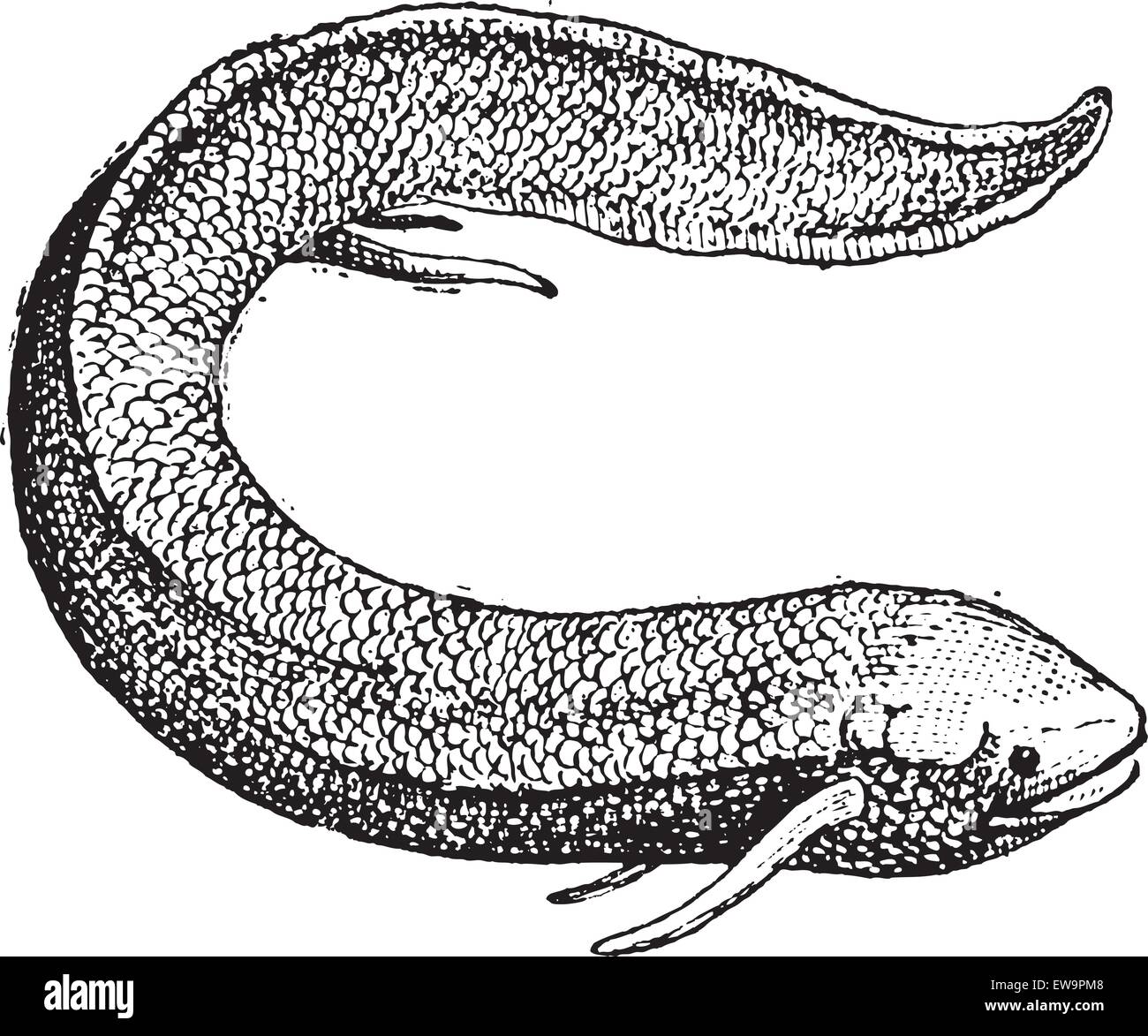 Lungfish drawing hi-res stock photography and images - Alamy