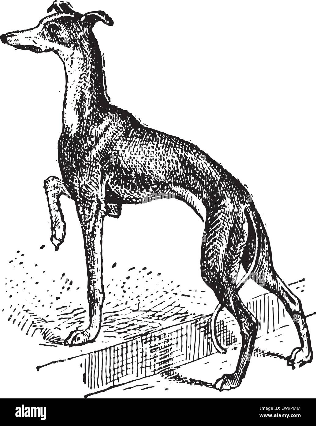 Greyhound, showing female dog, vintage engraved illustration ...