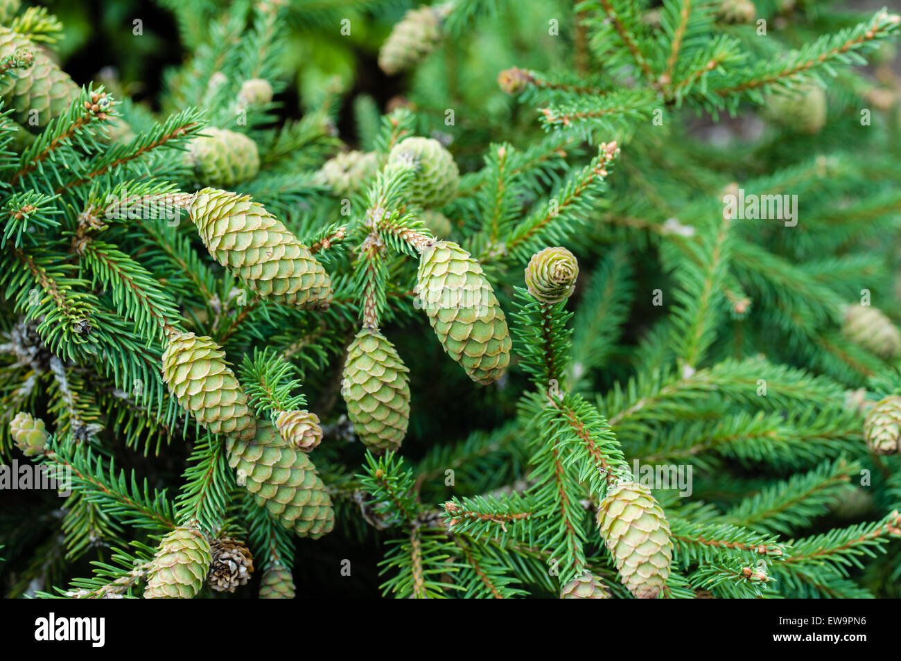 Conifers cones seeds growing ornamental hi-res stock photography and images - Alamy