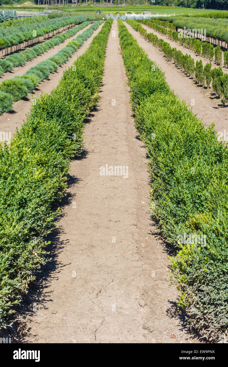 Boxwood shrubs growing in rows in the nursery Stock Photo - Alamy