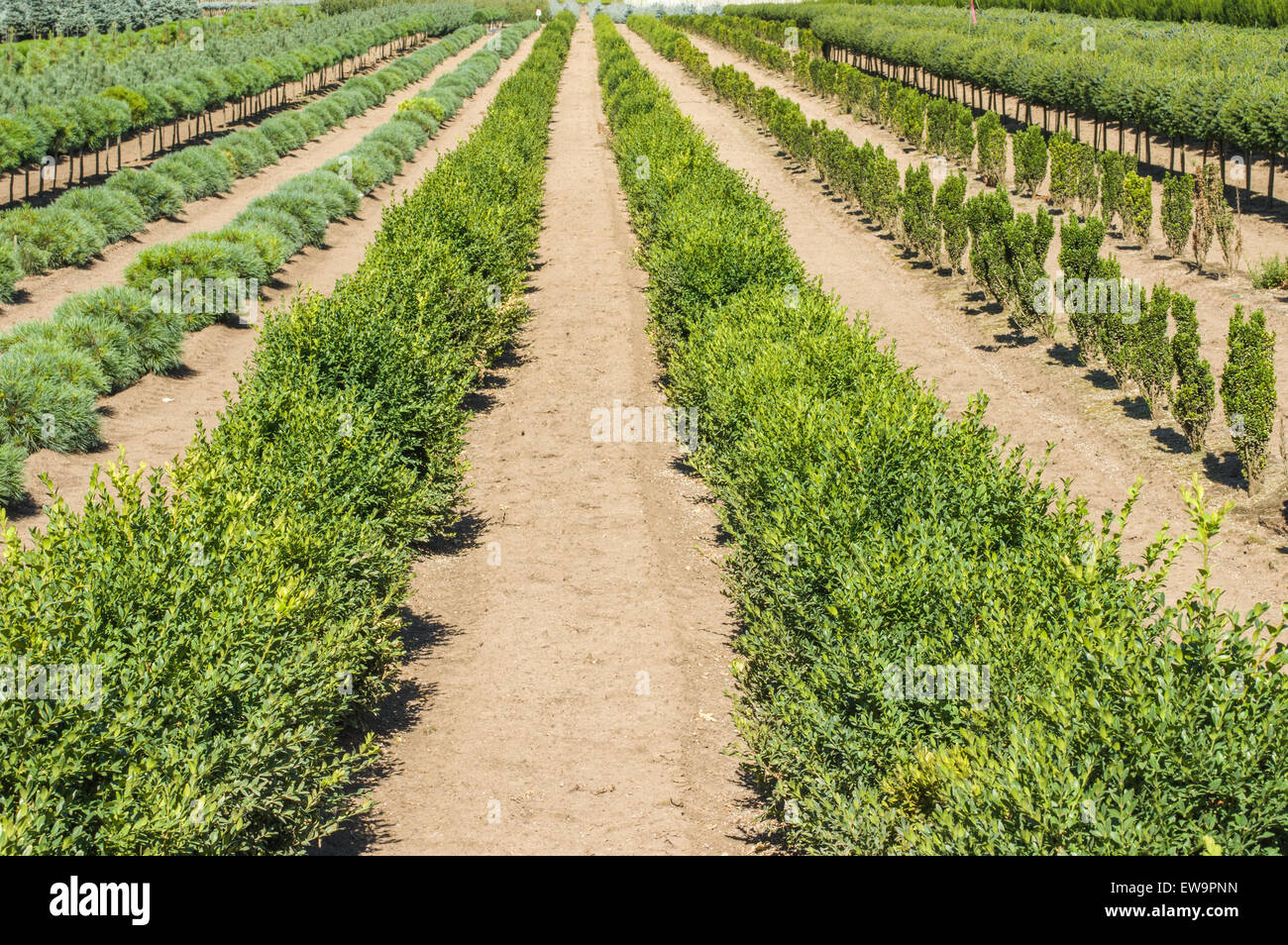Ornamental shrubs hi-res stock photography and images - Alamy