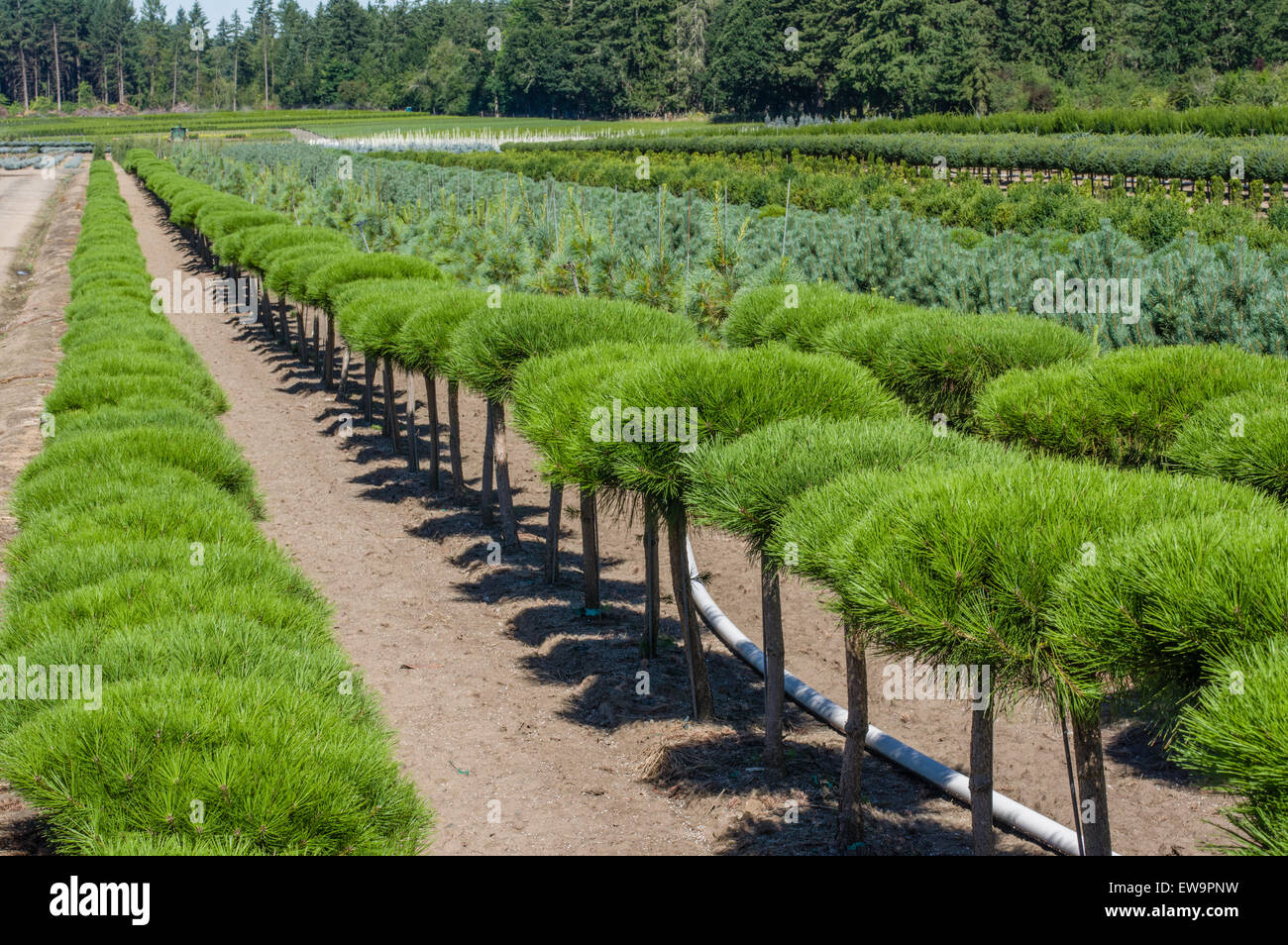Rows of ornamental pine shrubs growing in a nursery Stock Photo - Alamy