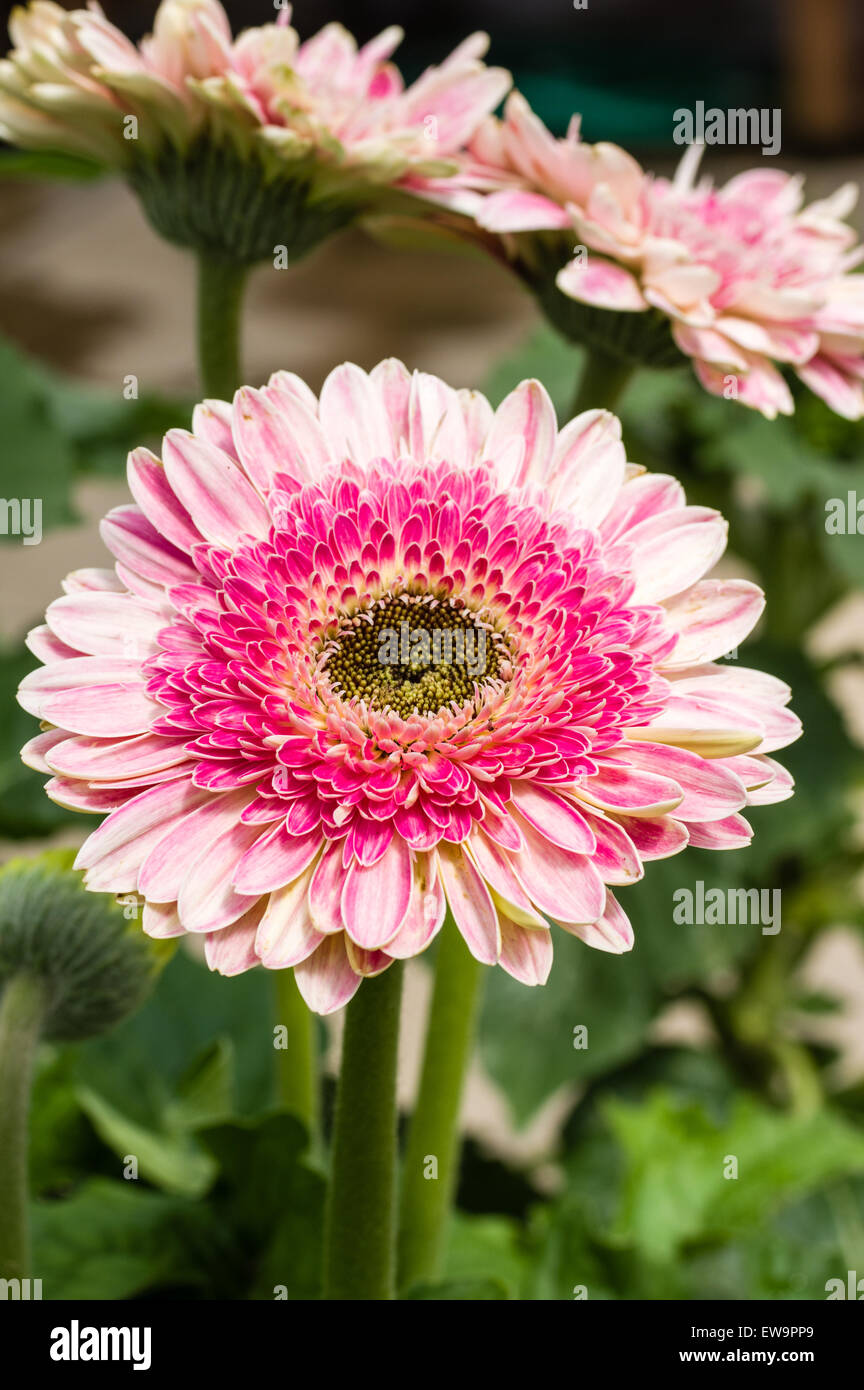 Daisy floral bloom hi-res stock photography and images - Alamy
