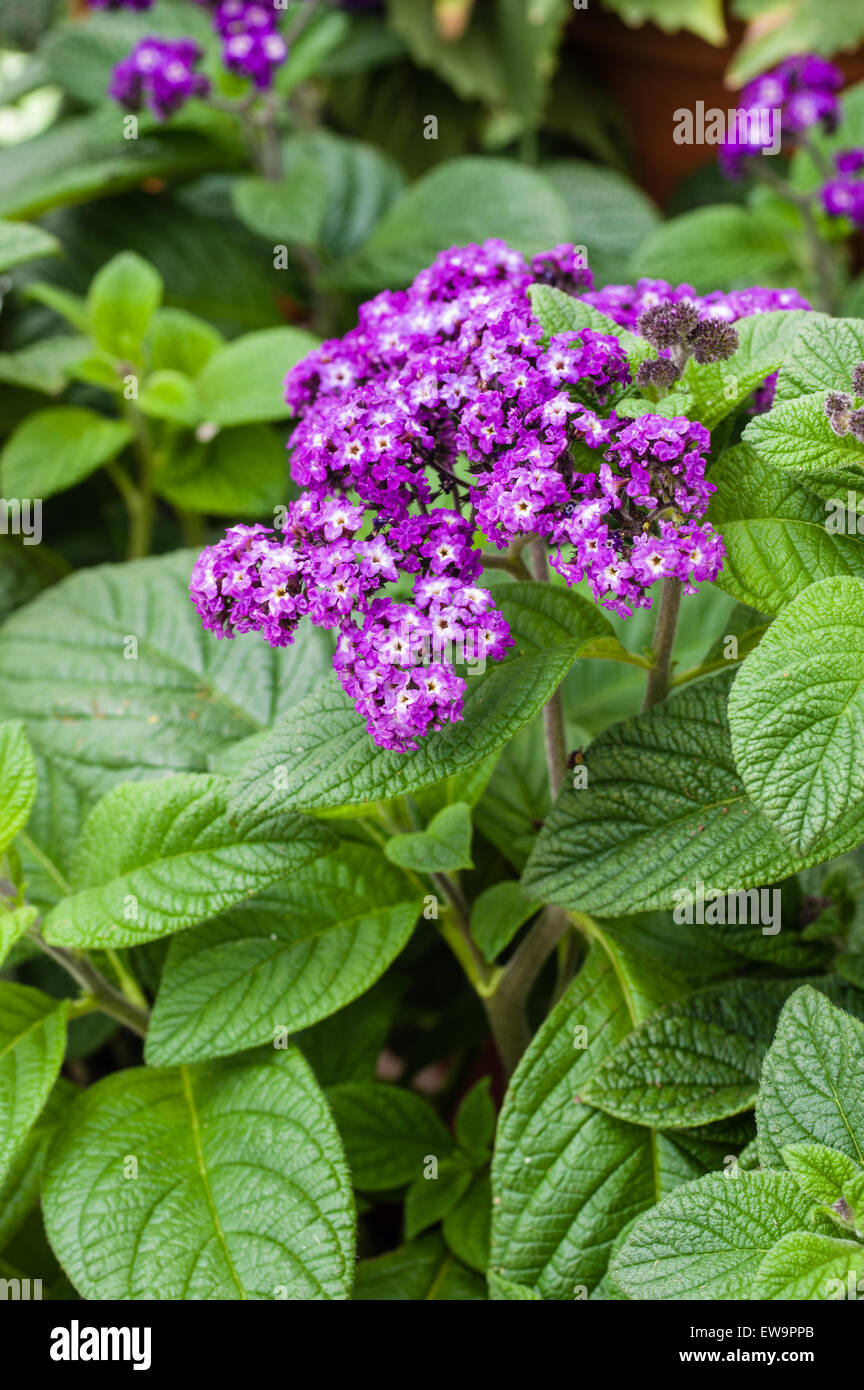 Purple flowering heliotrope plant with green leaves Stock Photo - Alamy