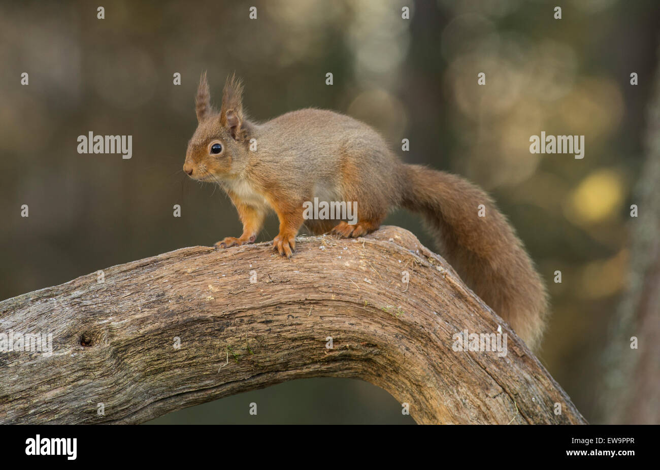 Full body squirrel hi-res stock photography and images - Alamy