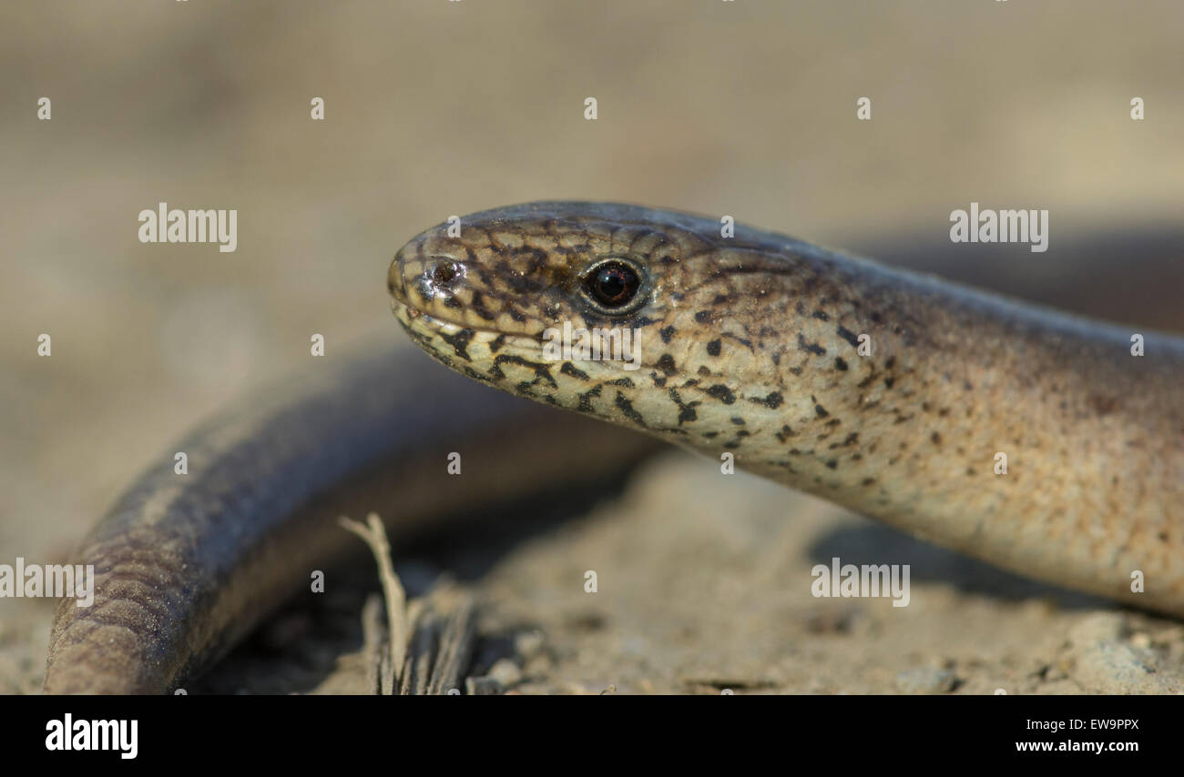 Curled up worm hi-res stock photography and images - Alamy