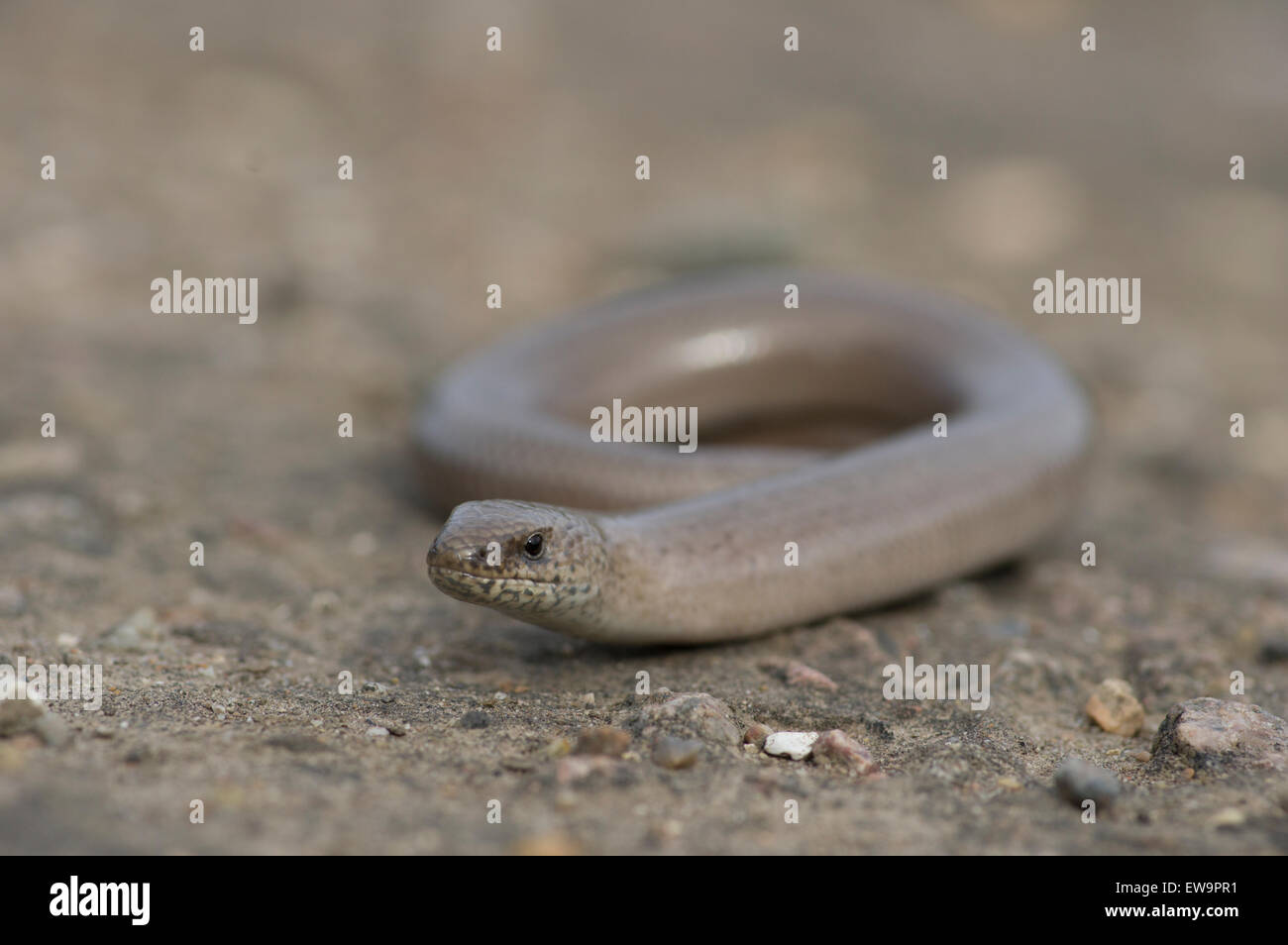 Slow Worm Face High Resolution Stock Photography and Images - Alamy