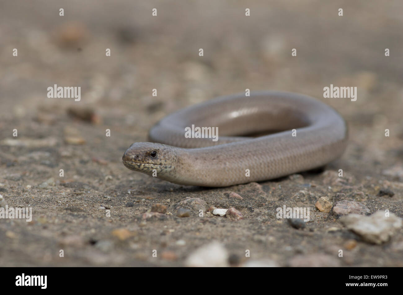 Worm lizard hi-res stock photography and images - Alamy