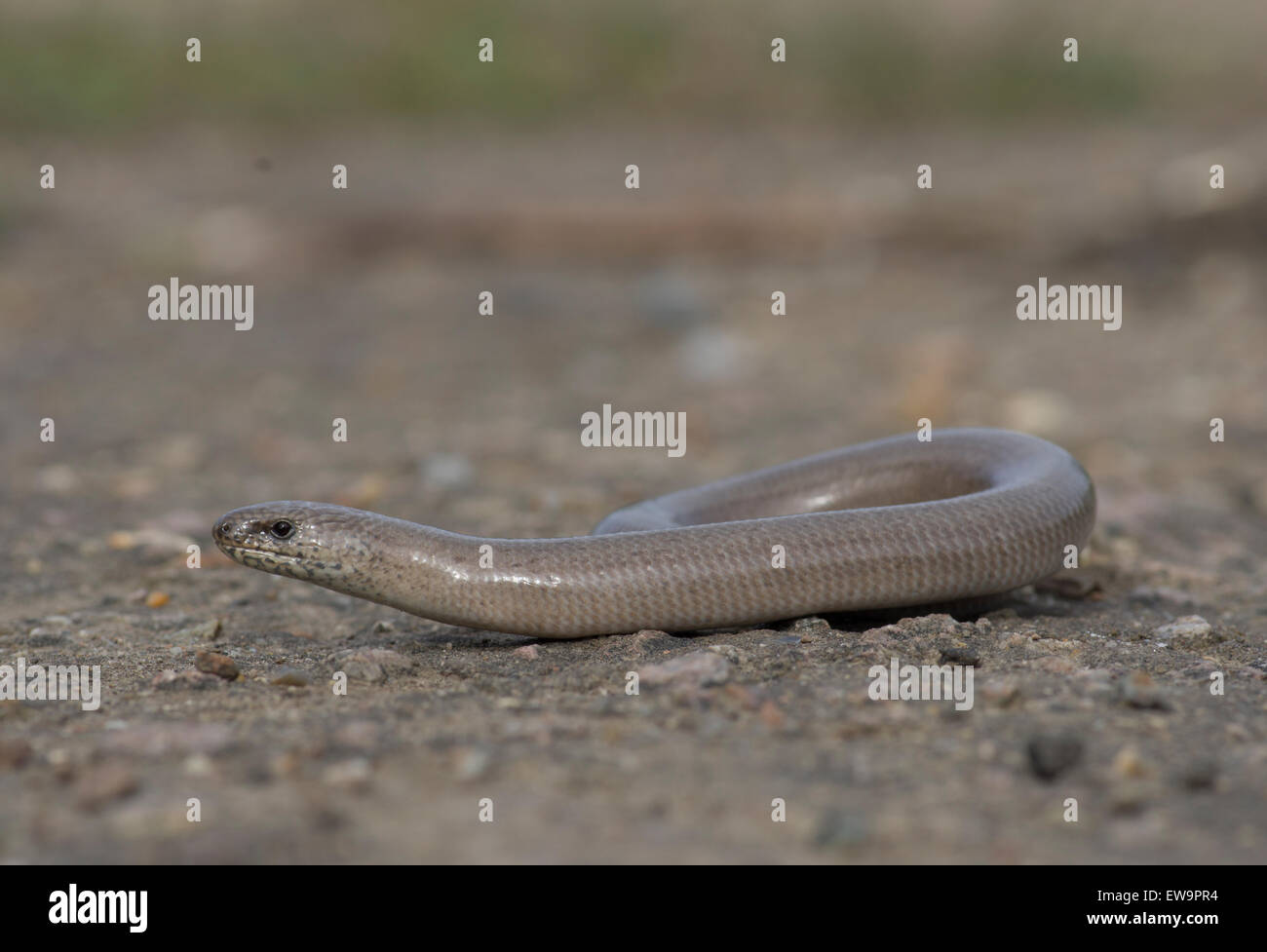 Worm lizard hi-res stock photography and images - Alamy