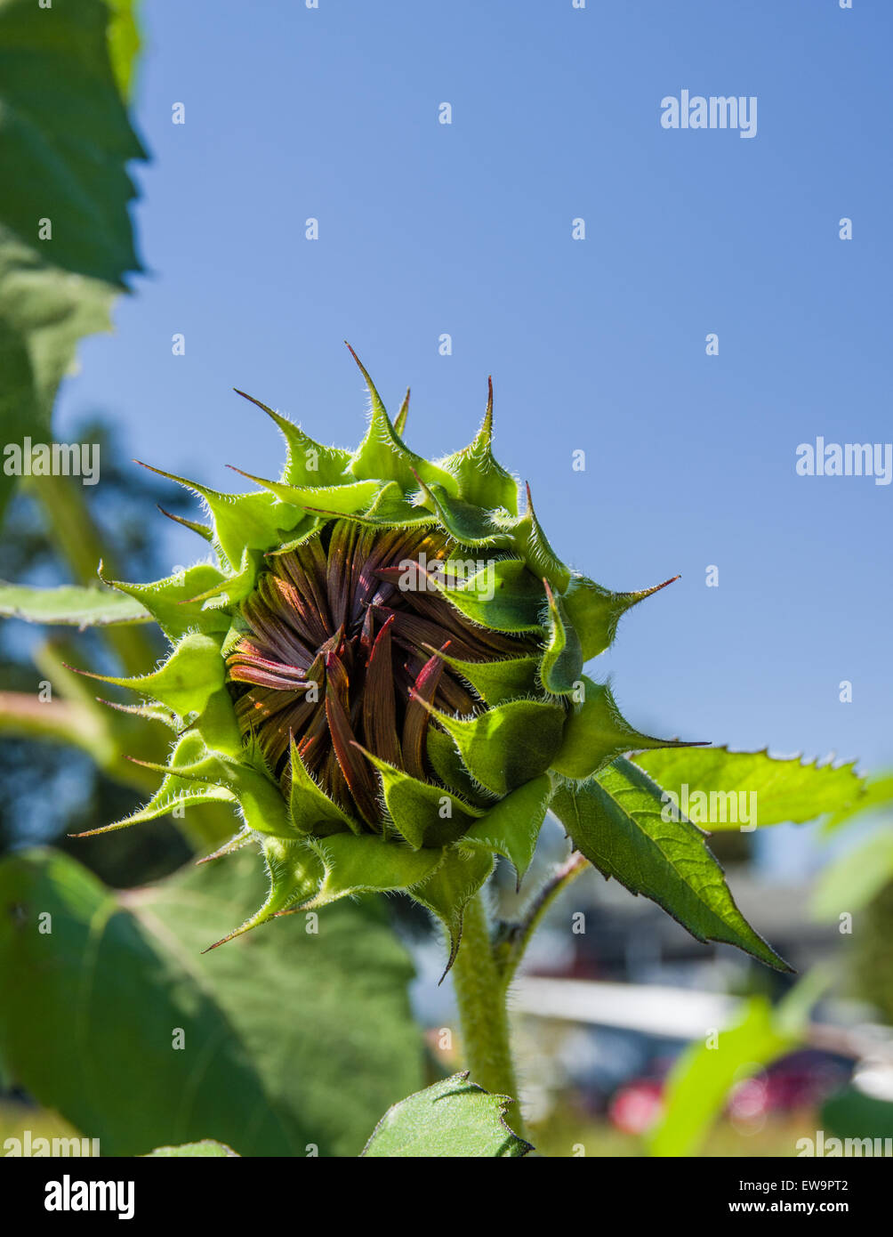 A sunflower blossom in the bud stage Stock Photo - Alamy