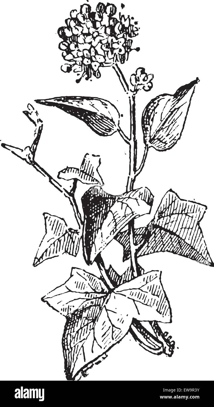 Ivy or Hedera sp., vintage engraved illustration. Dictionary of Words ...