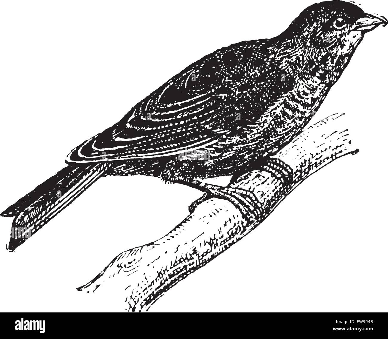 Linnet Stock Vector Images - Alamy