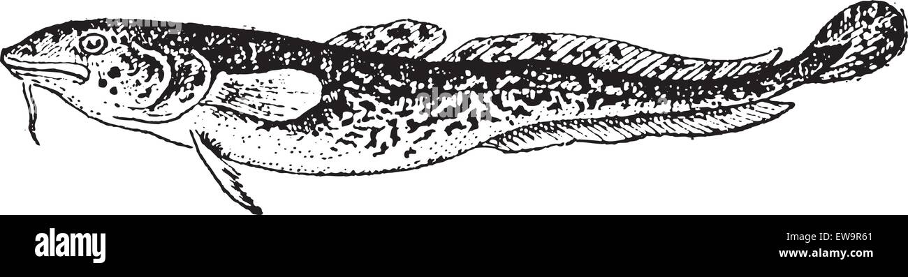 Burbot lota lota drawing hi-res stock photography and images - Alamy