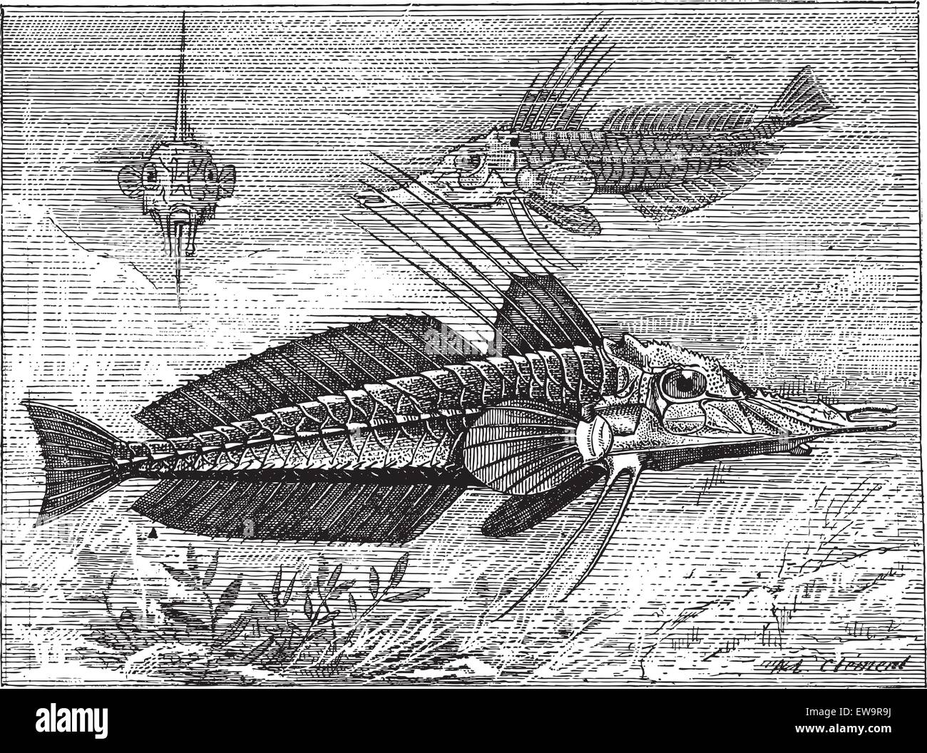 Ichthyological ichthyology hi-res stock photography and images - Alamy