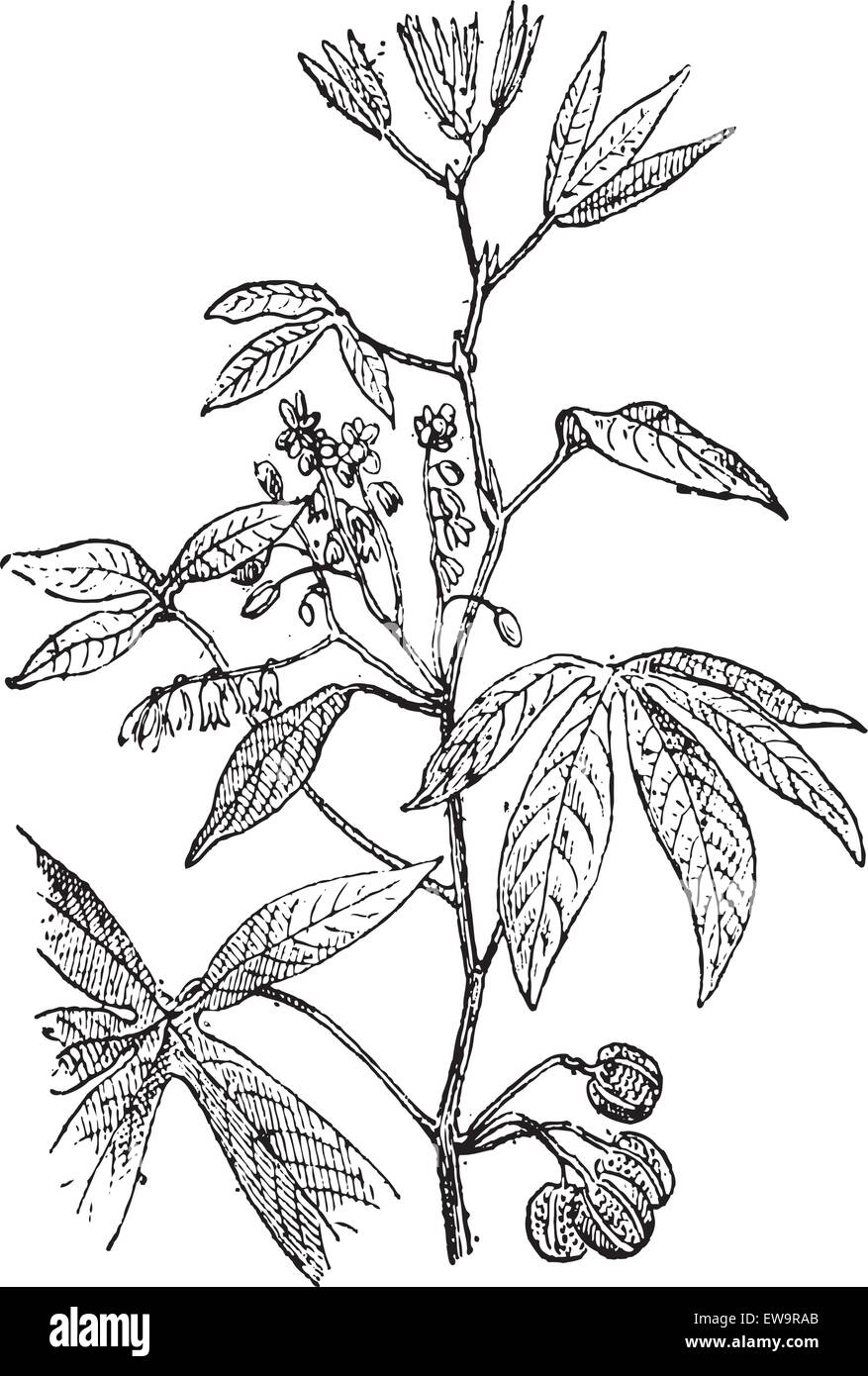 Cassava Plant Drawing