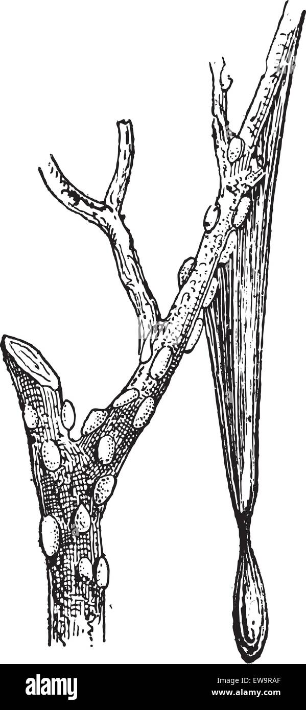 Tamarisk tree Stock Vector Images - Alamy