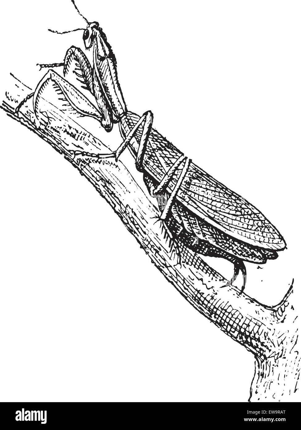 Praying Mantis or Mantis religiosa, vintage engraved illustration ...