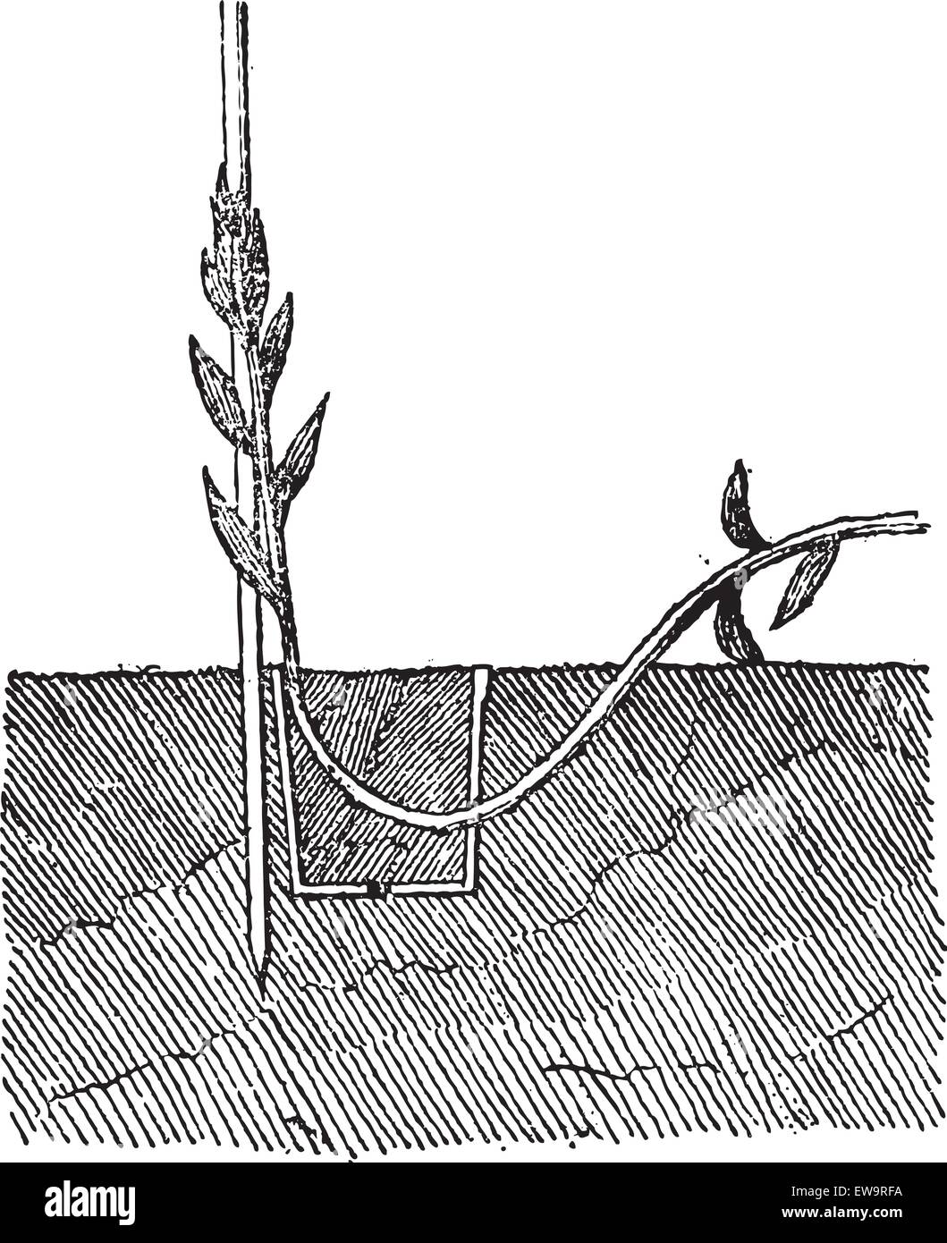 Marcotting hi-res stock photography and images - Alamy