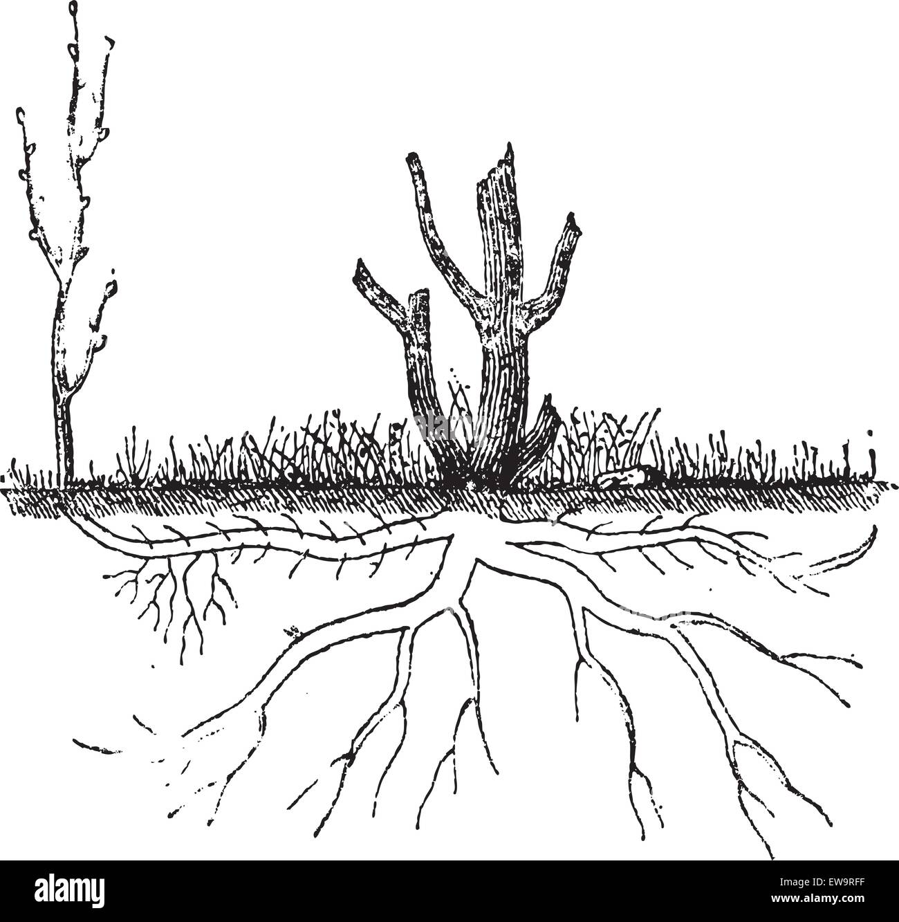 Natural Ground Layering by Sucker, showing primary root tip from one ...