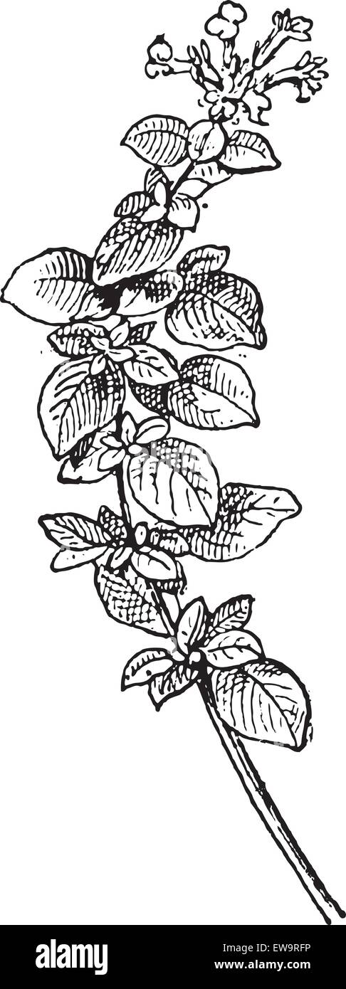 Majorana hortensis drawing Stock Vector Images - Alamy