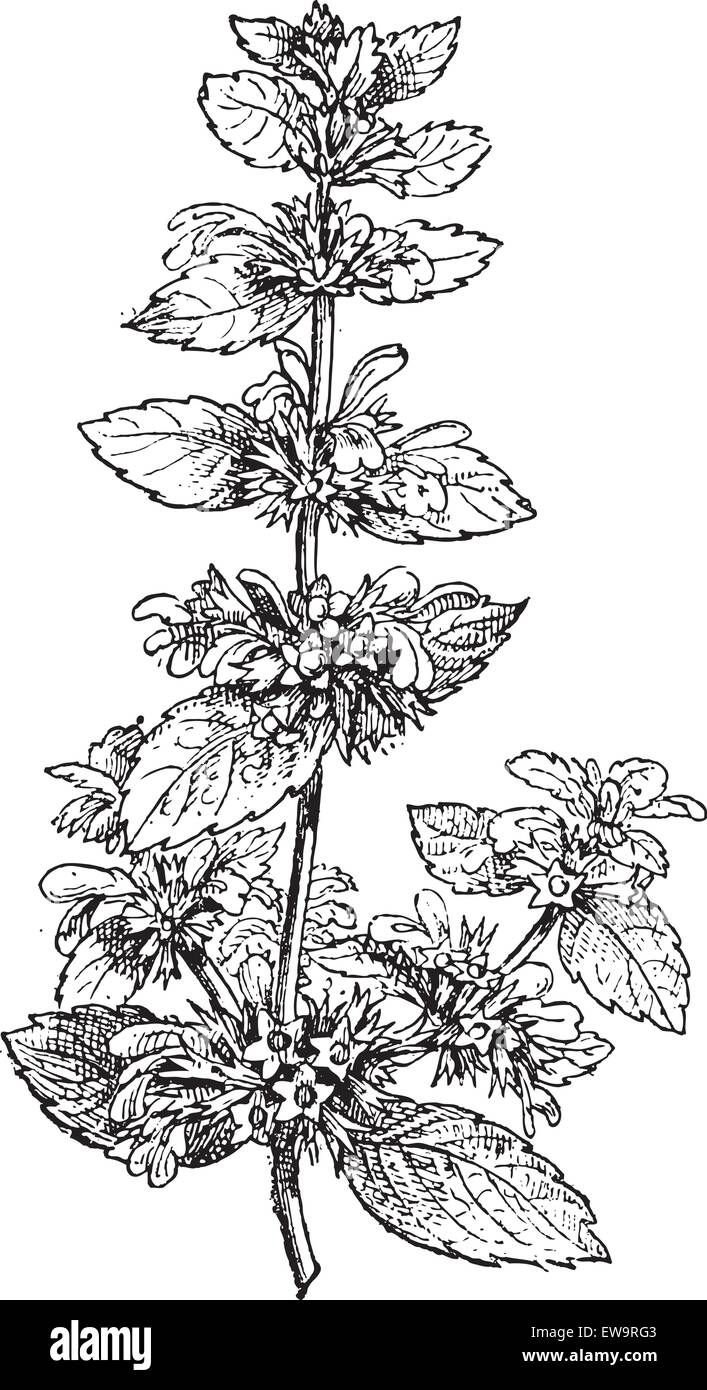 Black Horehound or Ballota nigra, showing flowers, vintage engraved ...
