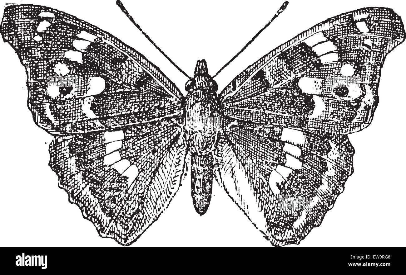 Purple emperor butterfly illustration Stock Vector Images - Alamy