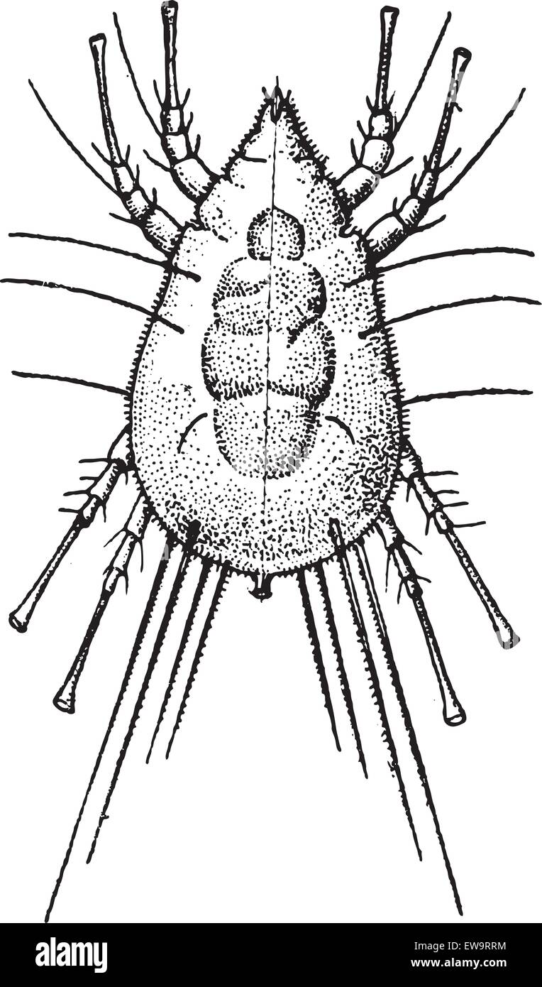 Mite Stock Vector Images - Alamy