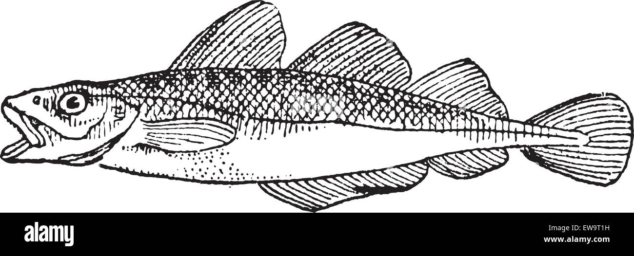 Pacific black cod Stock Vector Images - Alamy