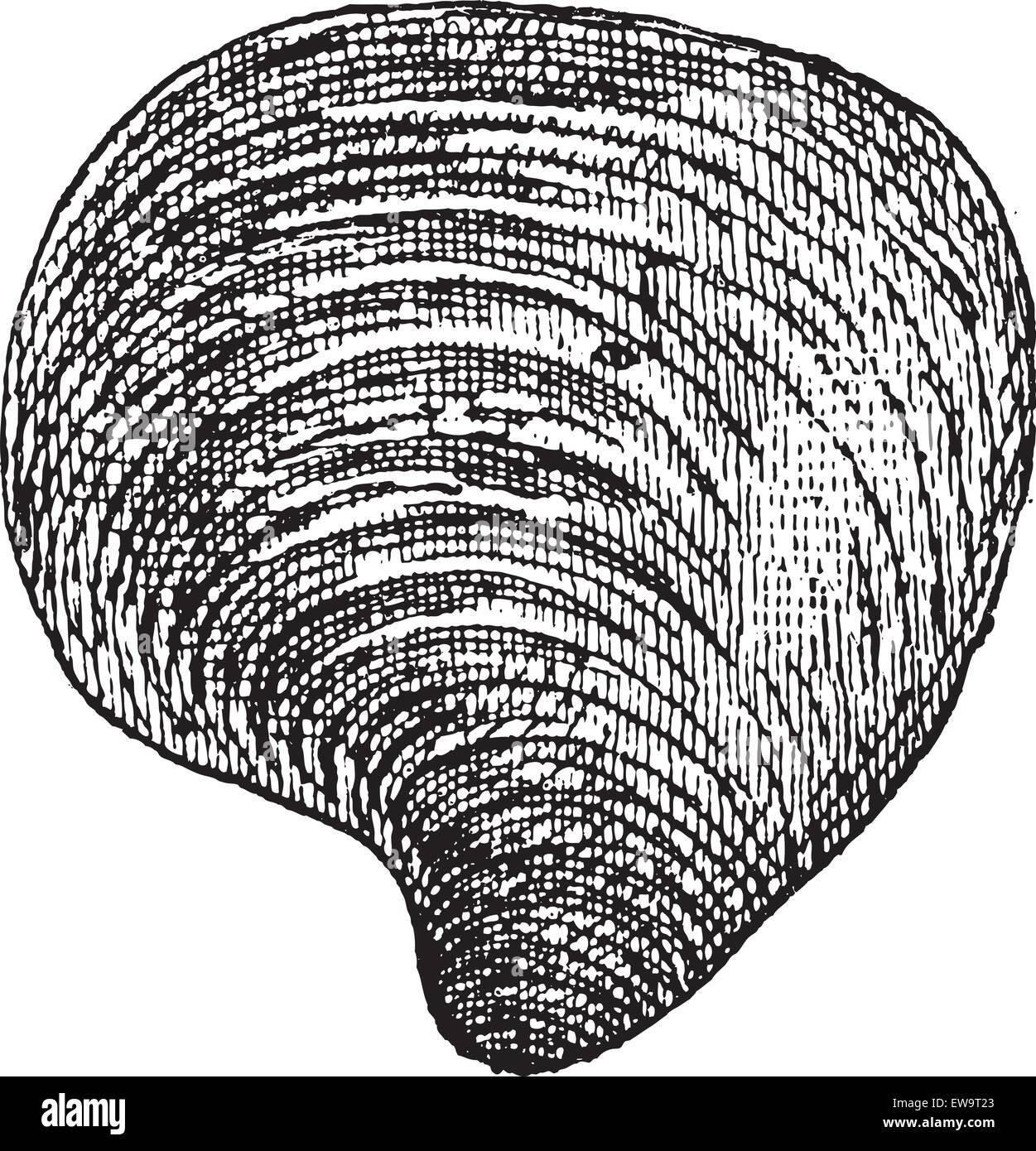 Mussel feeding Stock Vector Images - Alamy