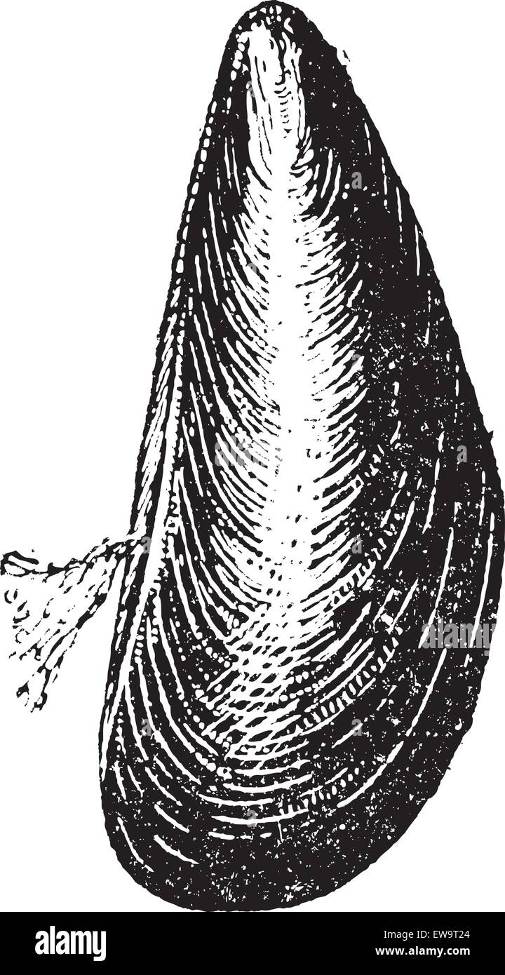 Intertidal zone Stock Vector Images - Alamy