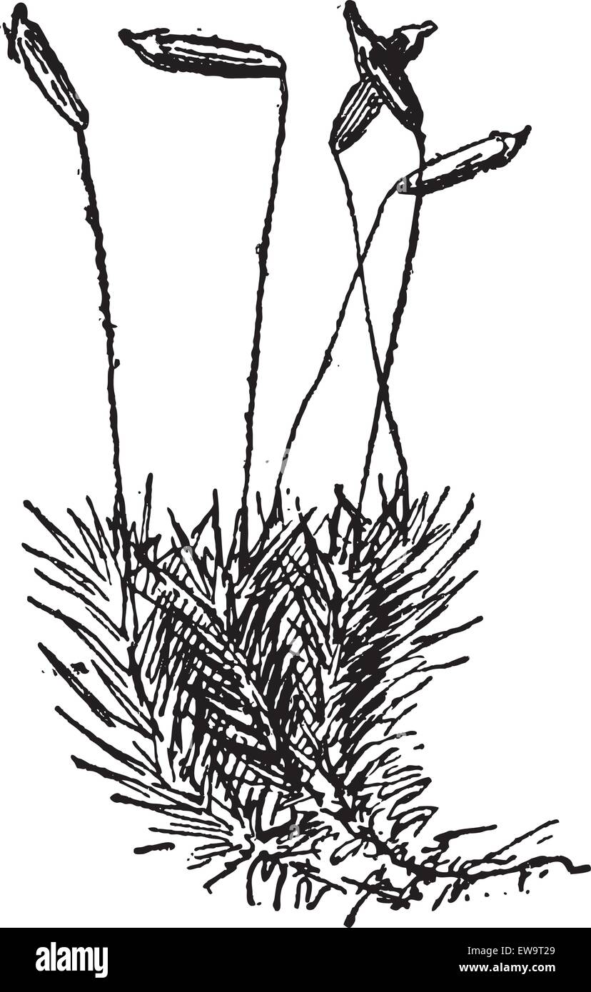 Polytrichum moss sporophyte Stock Vector Images - Alamy