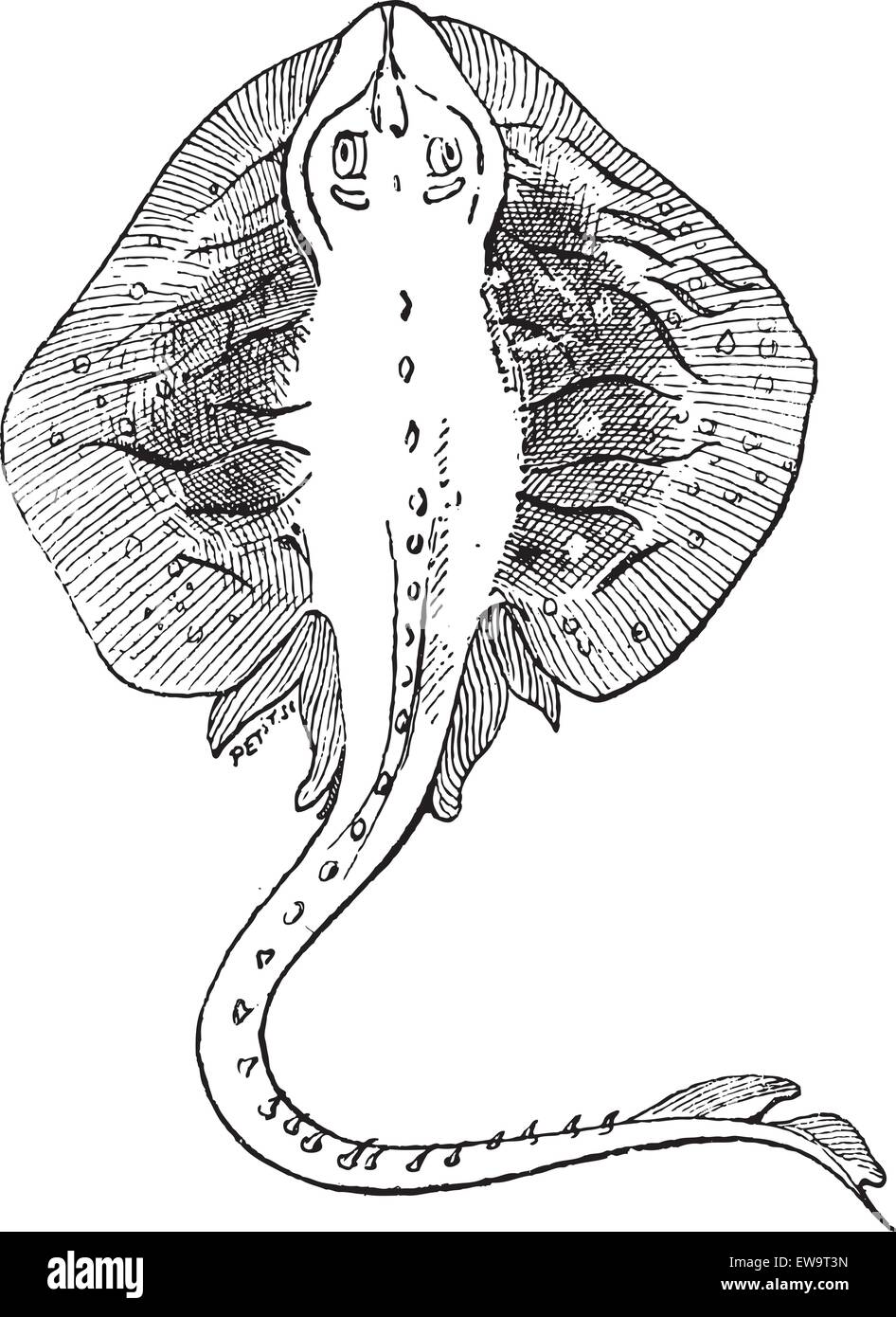 Fins, of a Stingray or Myliobatoidei, showing broad flat wing-like ...