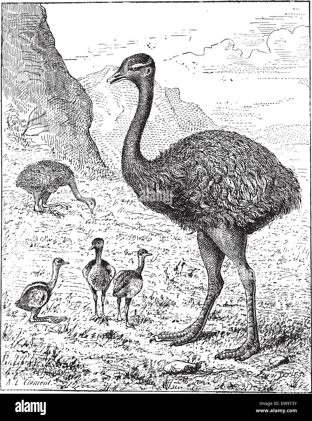 Rhea bird drawing Stock Vector Images - Alamy