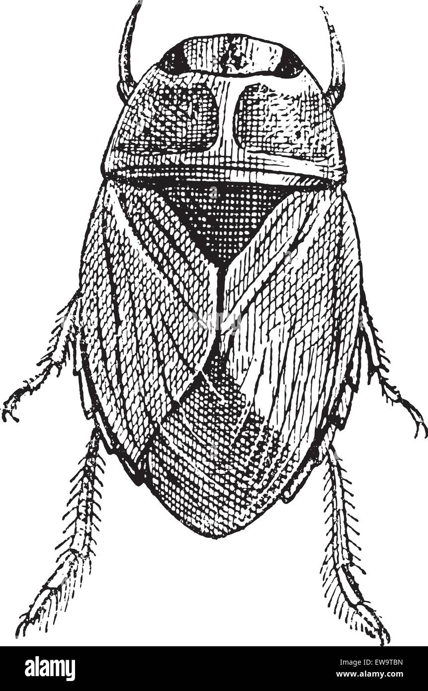 Naucoridae Aphelocheiridae And
