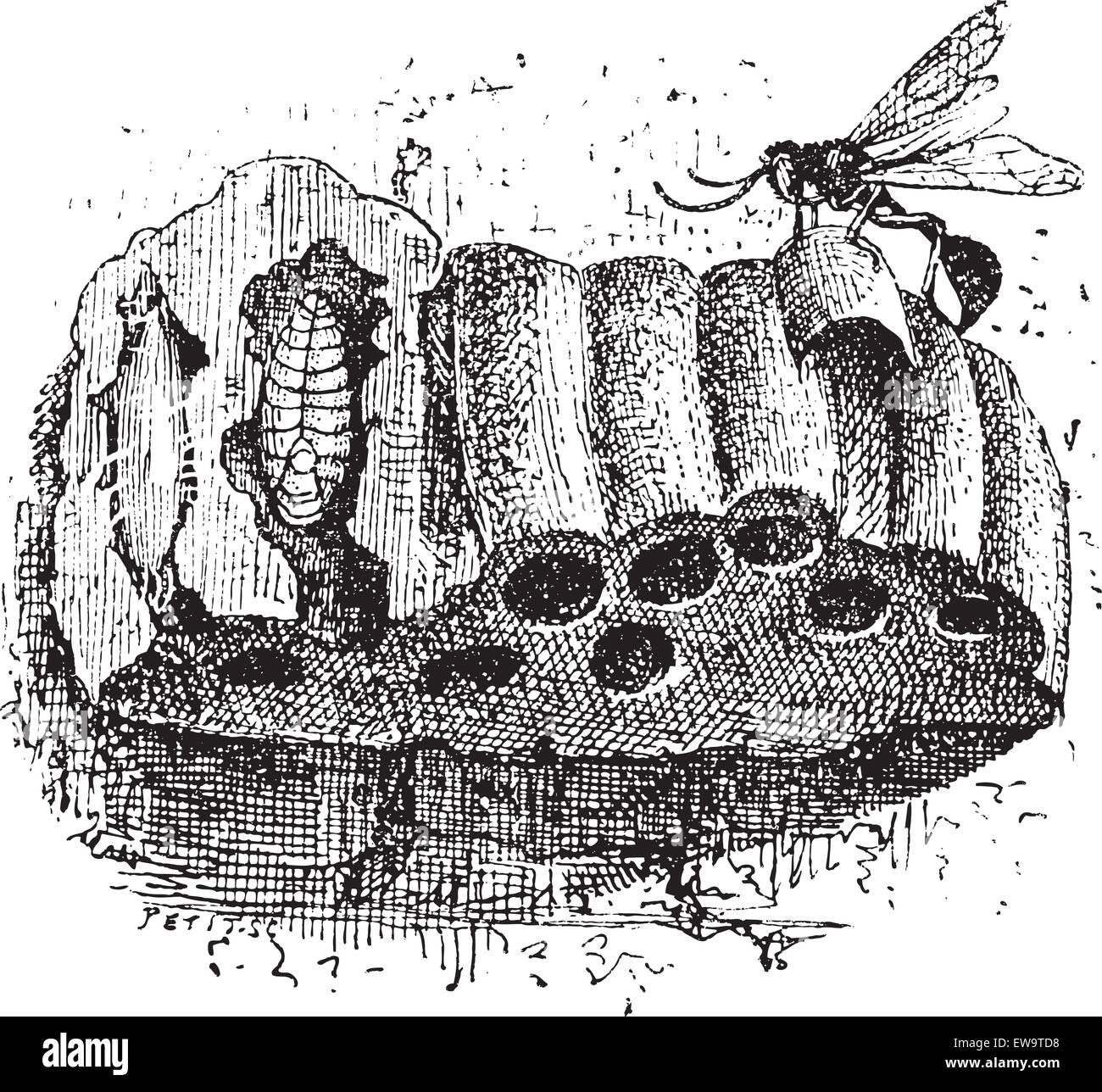 Cross section wasp nest Stock Vector Images - Alamy