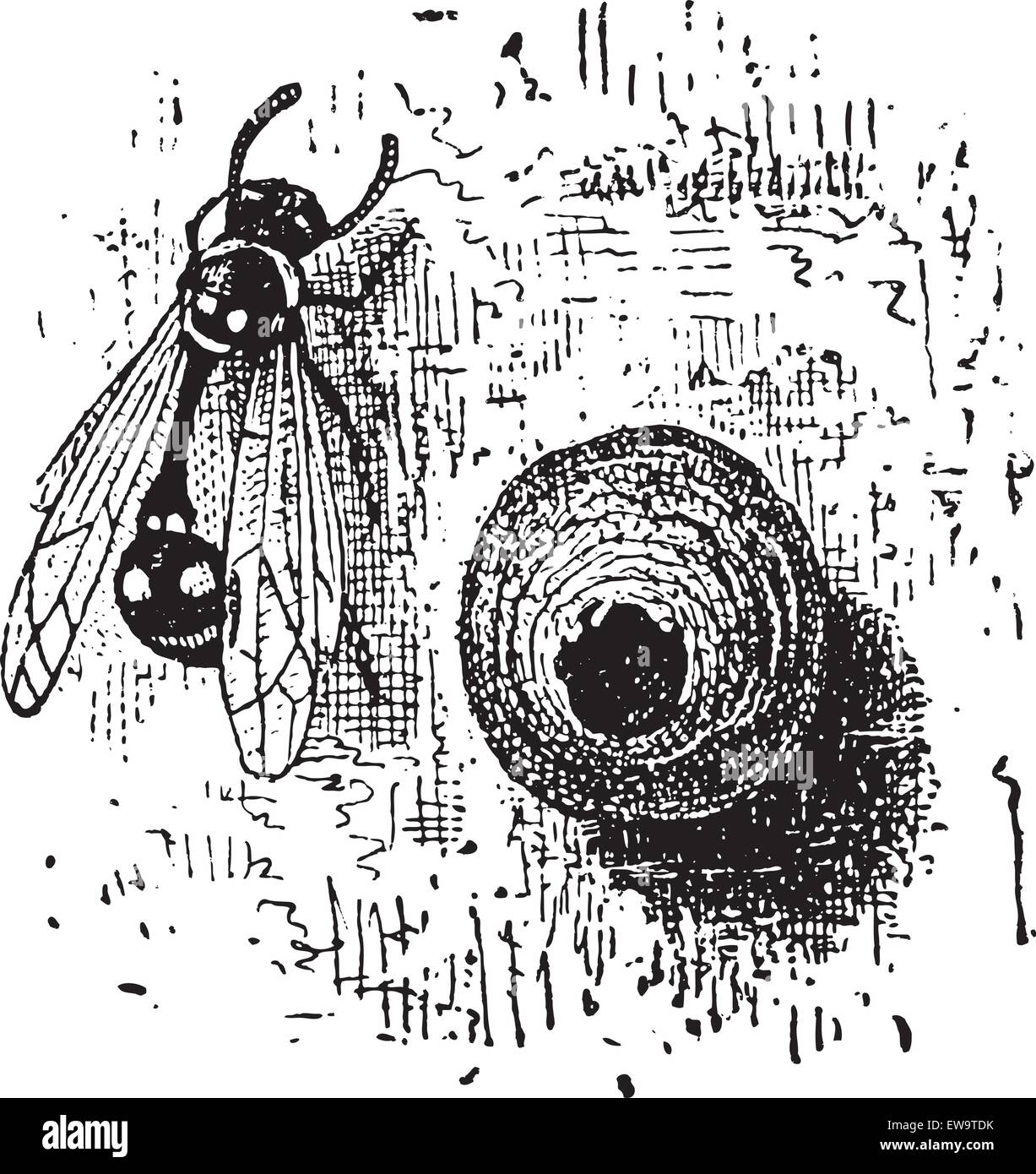 Wasp egg engraving hi-res stock photography and images - Alamy