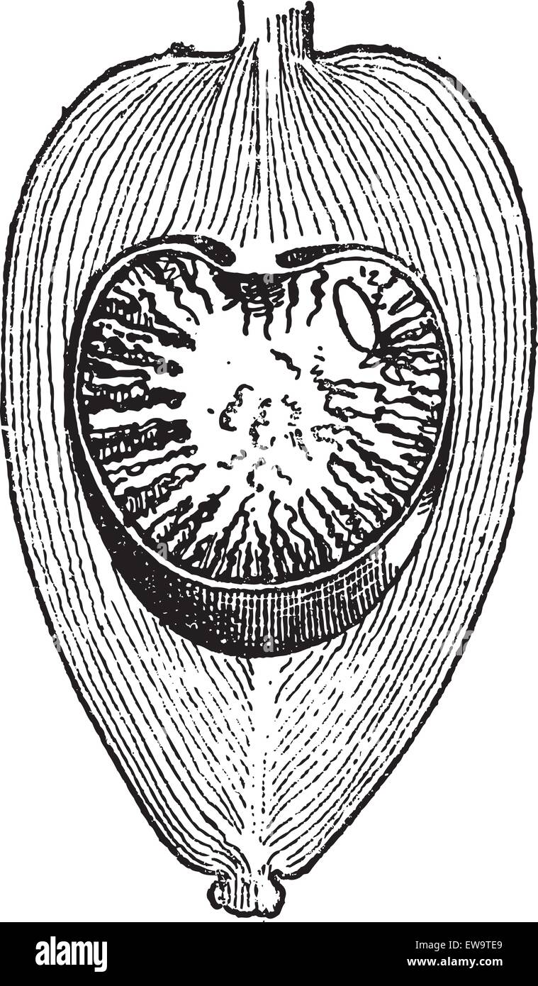 Betel nut tree Stock Vector Images - Alamy