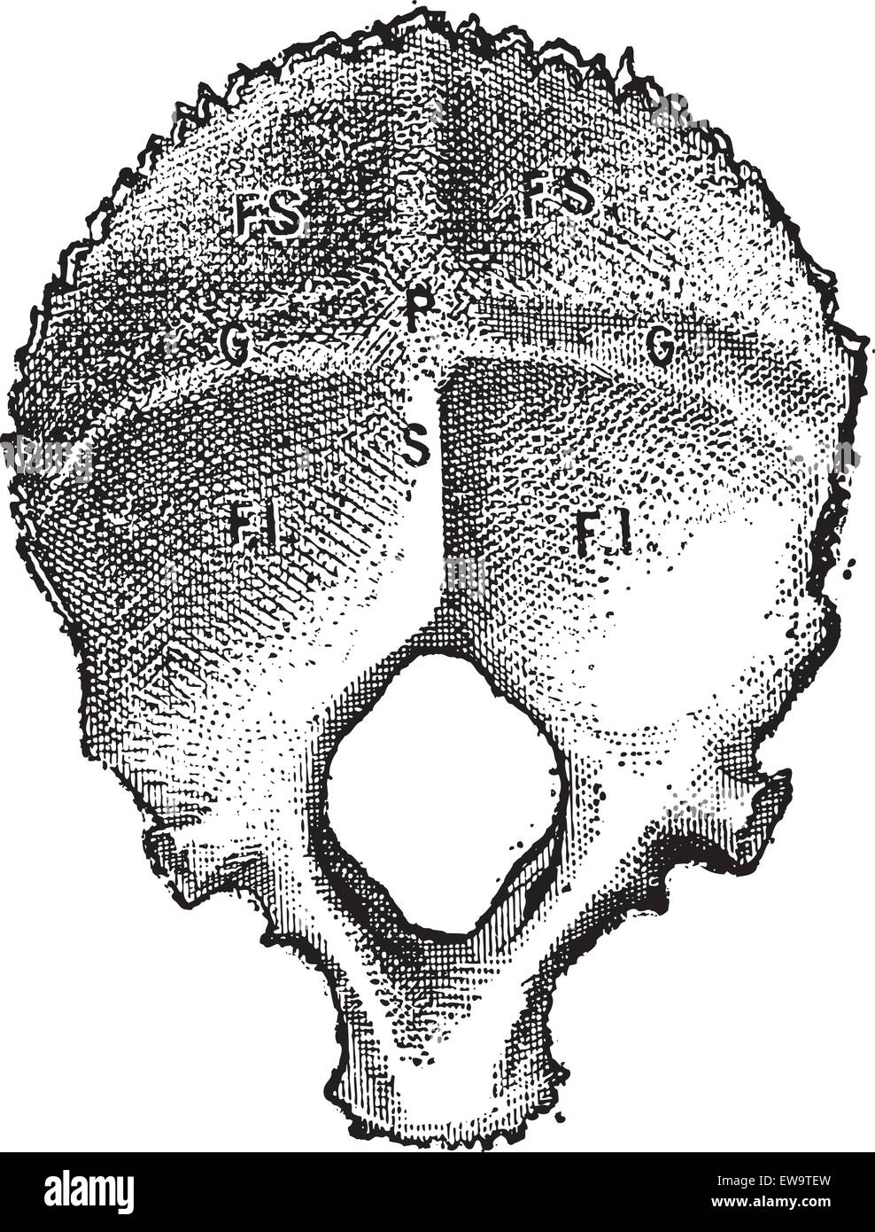 Occipital Bone Basilar Part