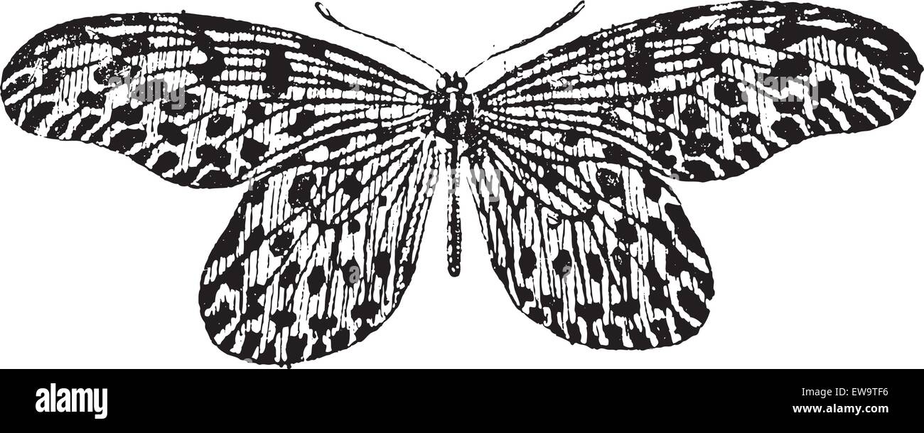 Old engraved illustration of Tree-nymph or Idea lynceus or Papilio ...