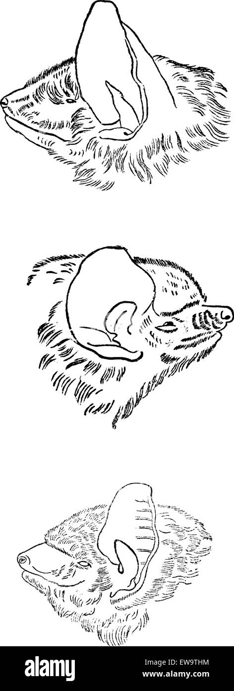 Antique drawing bat hi-res stock photography and images - Alamy