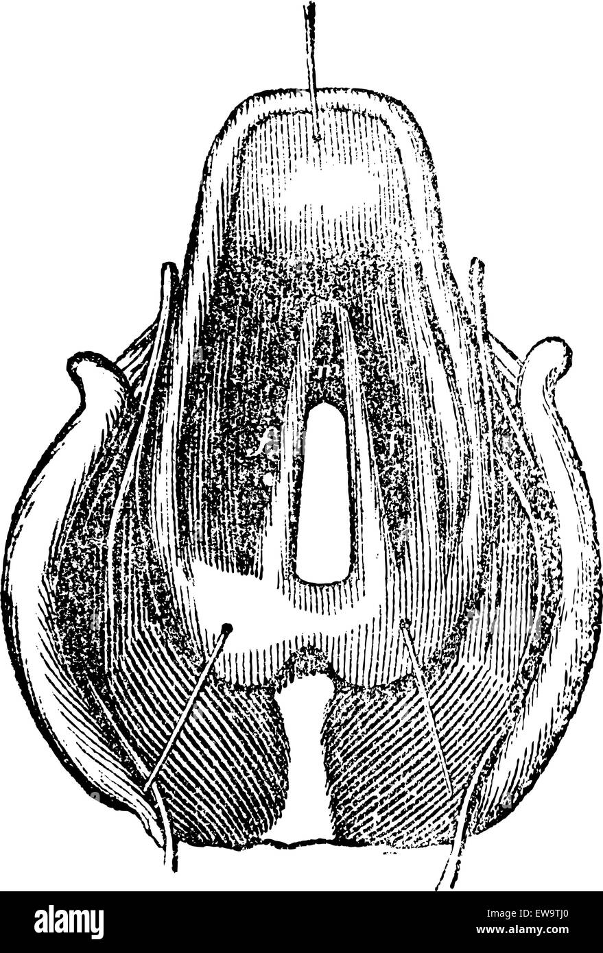 Top view of the larynx, vintage engraved illustration. Magasin ...